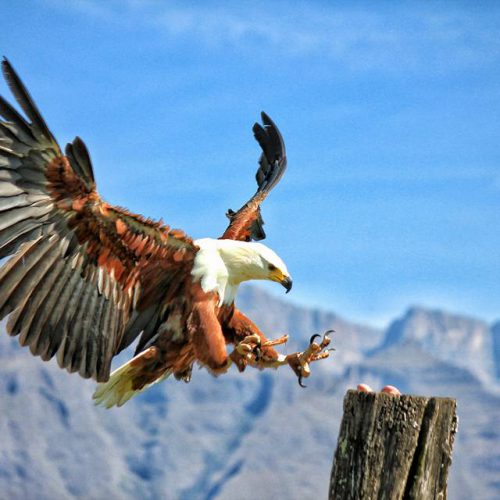 Mount Champagne Resort | 19 Mount Champagne